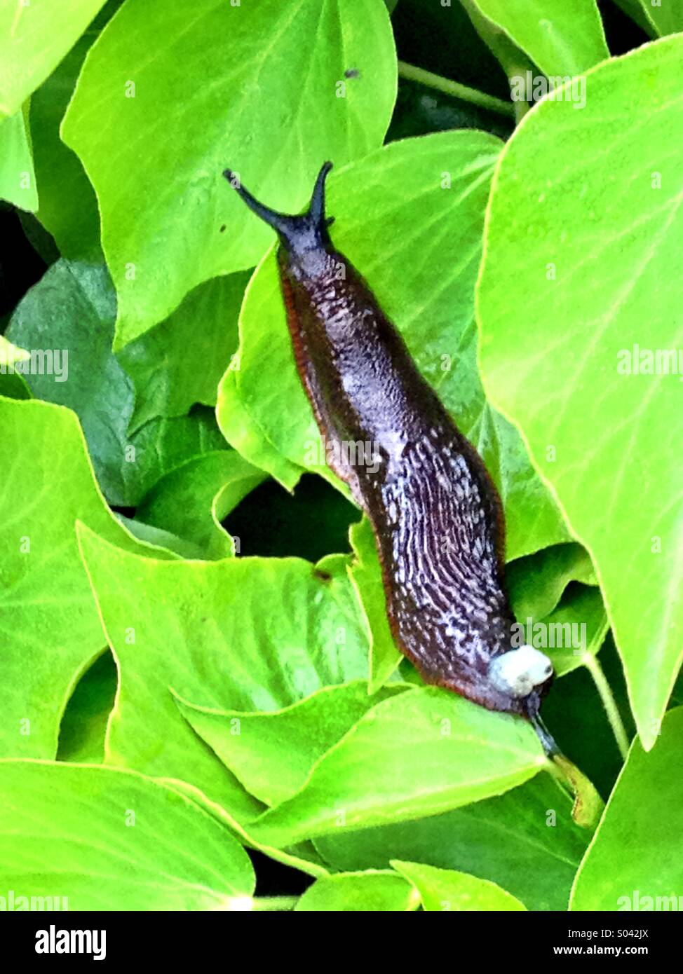 Slug slime hi-res stock photography and images - Alamy