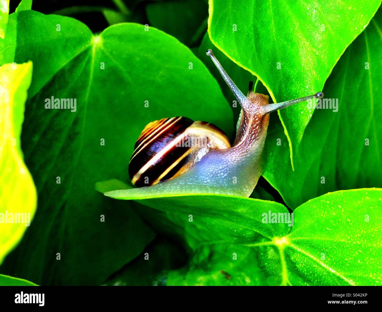 Snail eating leaf Stock Photo - Alamy