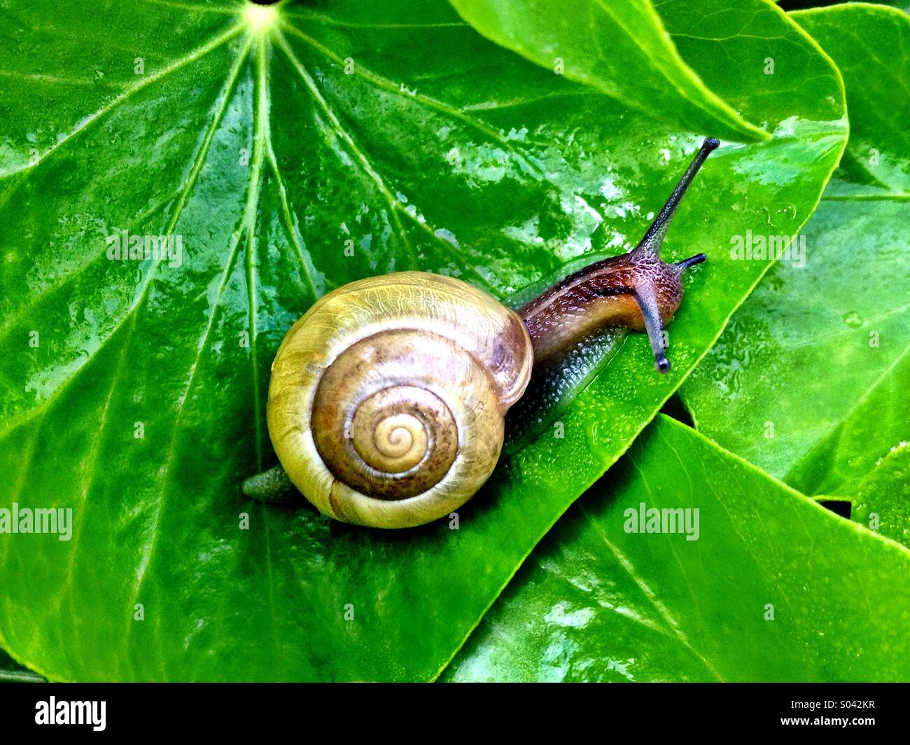 Snail on leaf Stock Photo - Alamy