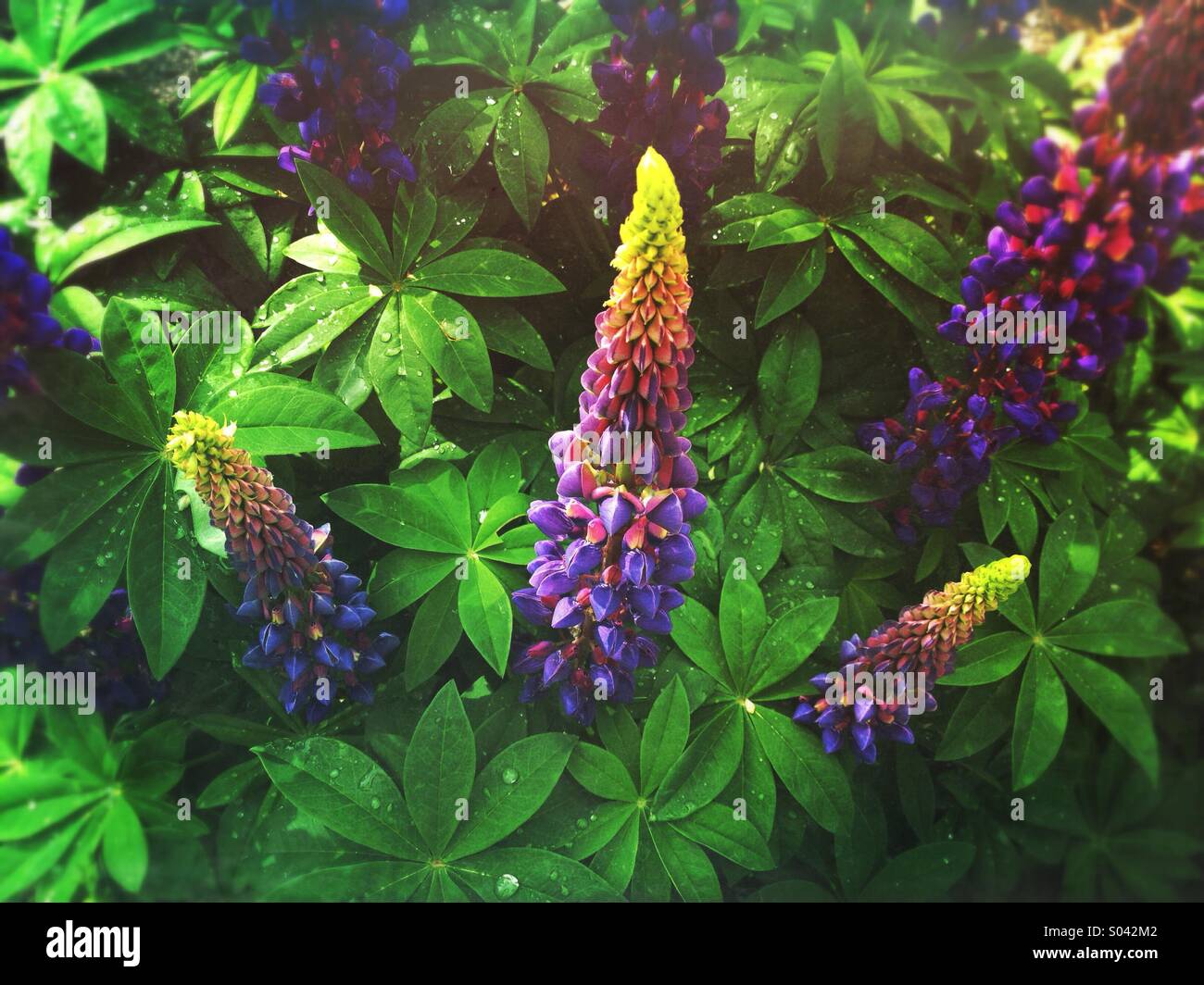 Blue Flowers Of Lupinus High Resolution Stock Photography and Images ...