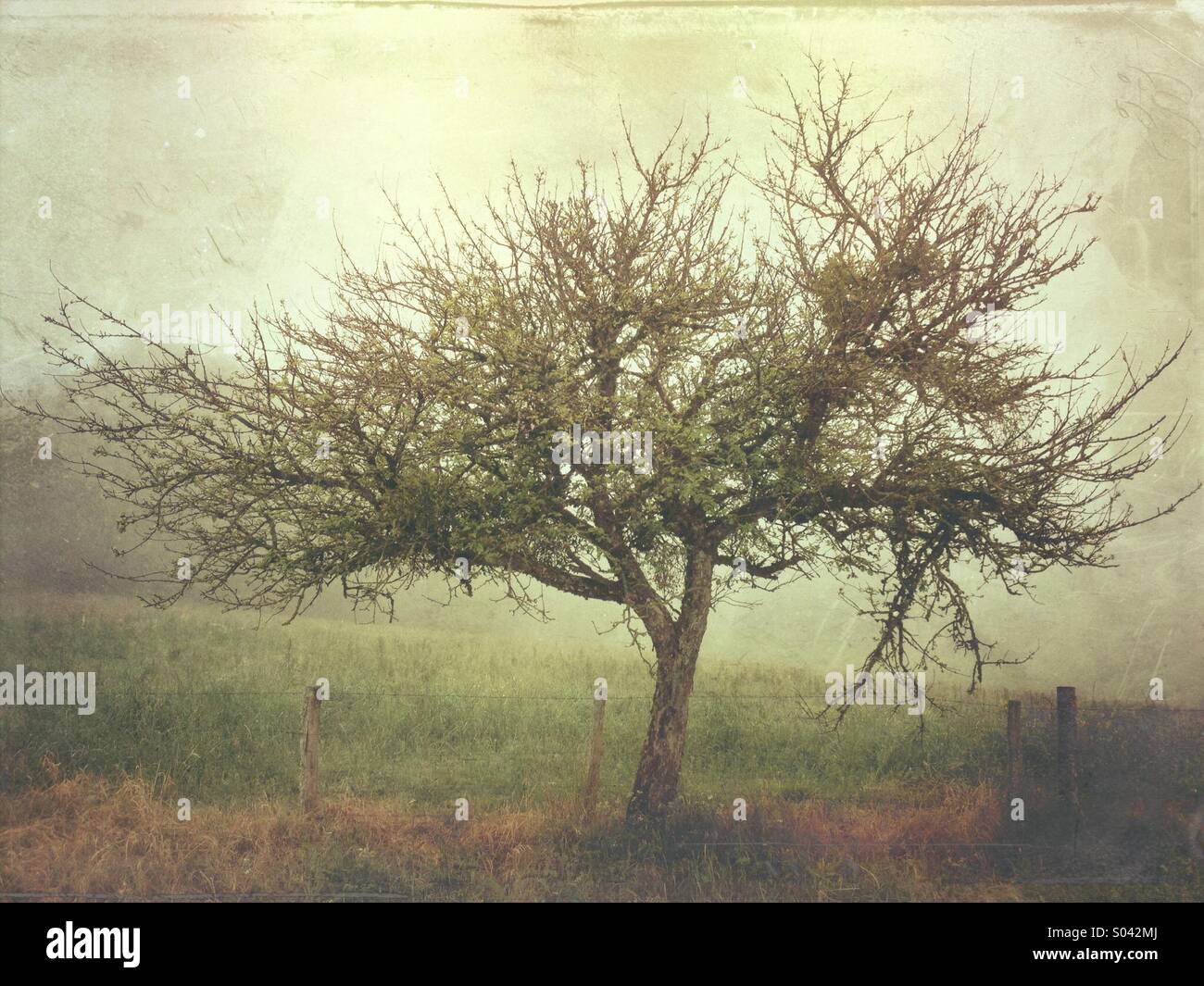 Leafless Apple Tree High Resolution Stock Photography and Images - Alamy