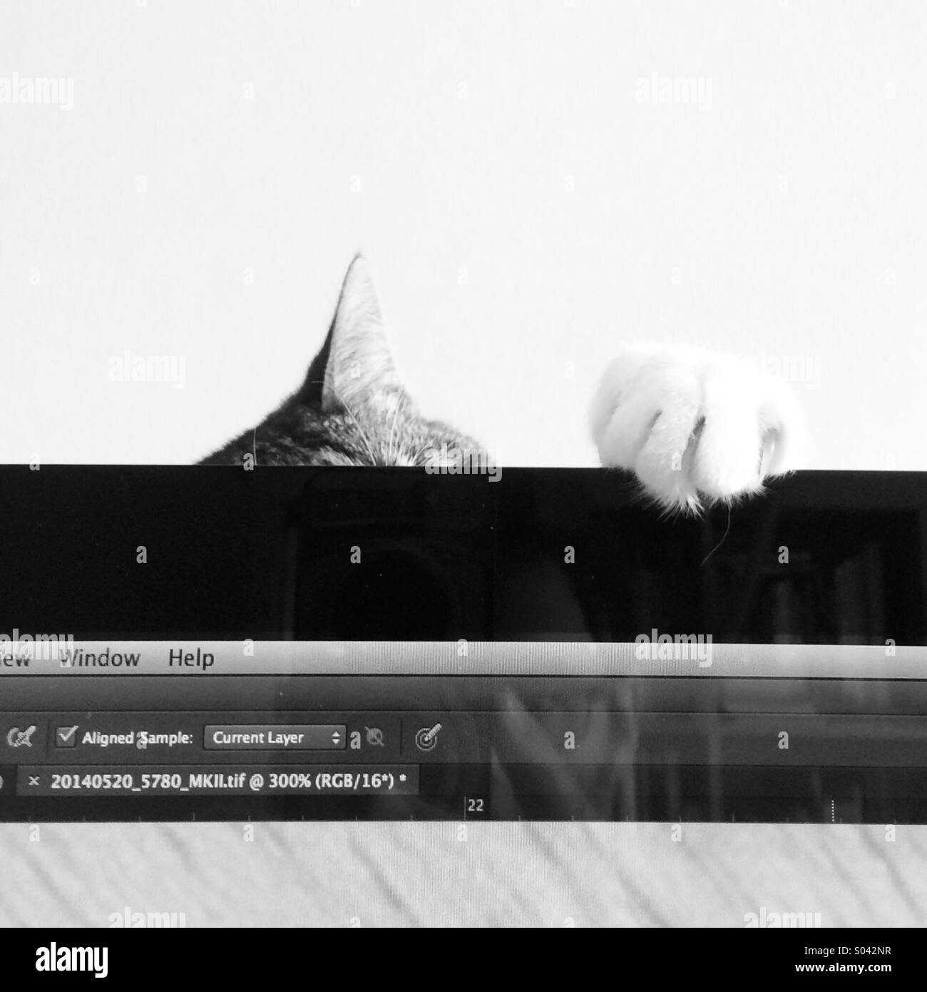 Sneaking hi-res stock photography and images - Alamy