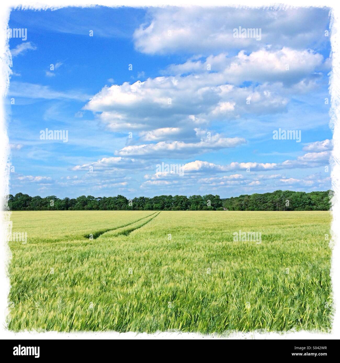 Field british countryside hi-res stock photography and images - Alamy