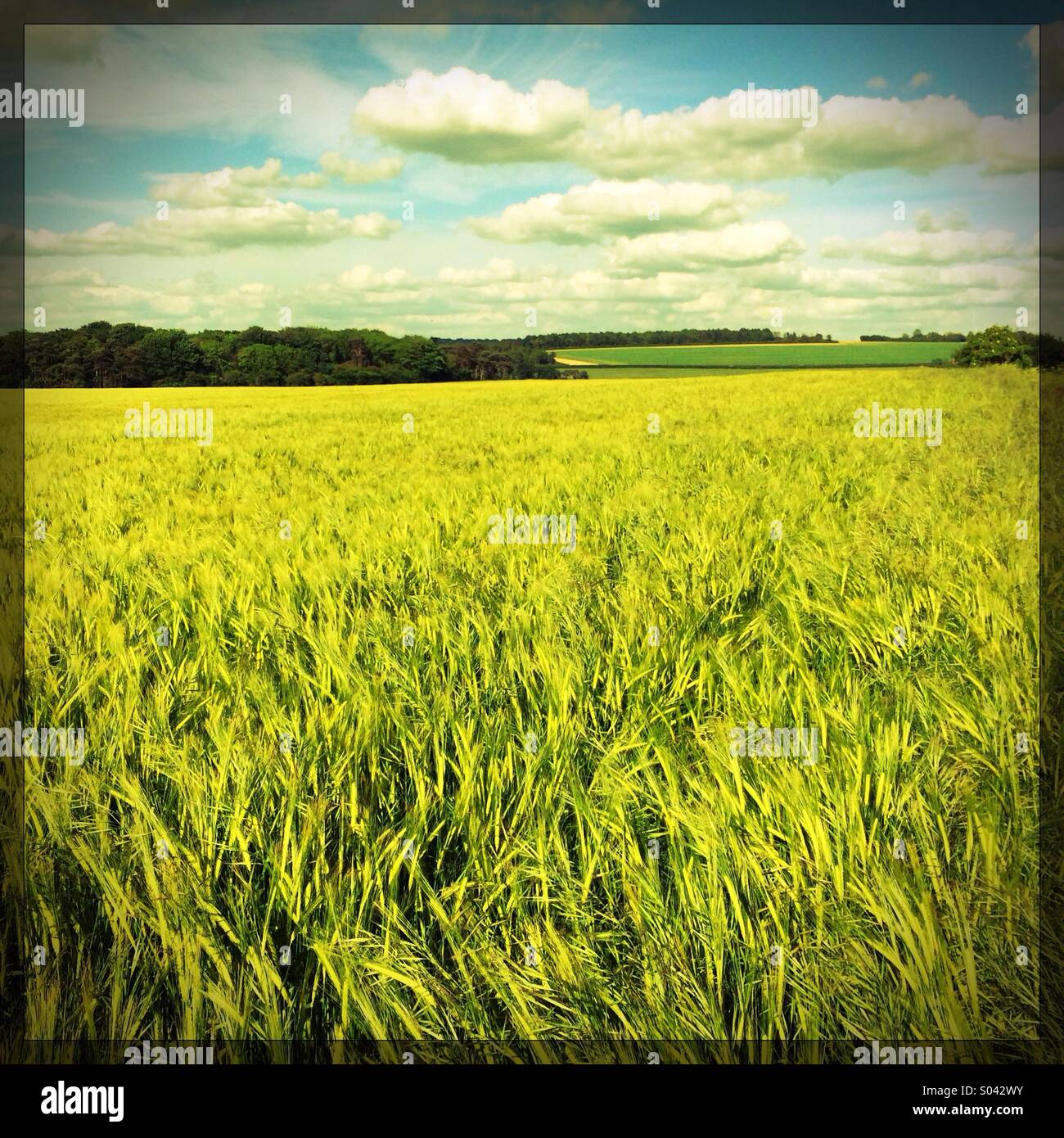 Wheat Field High
