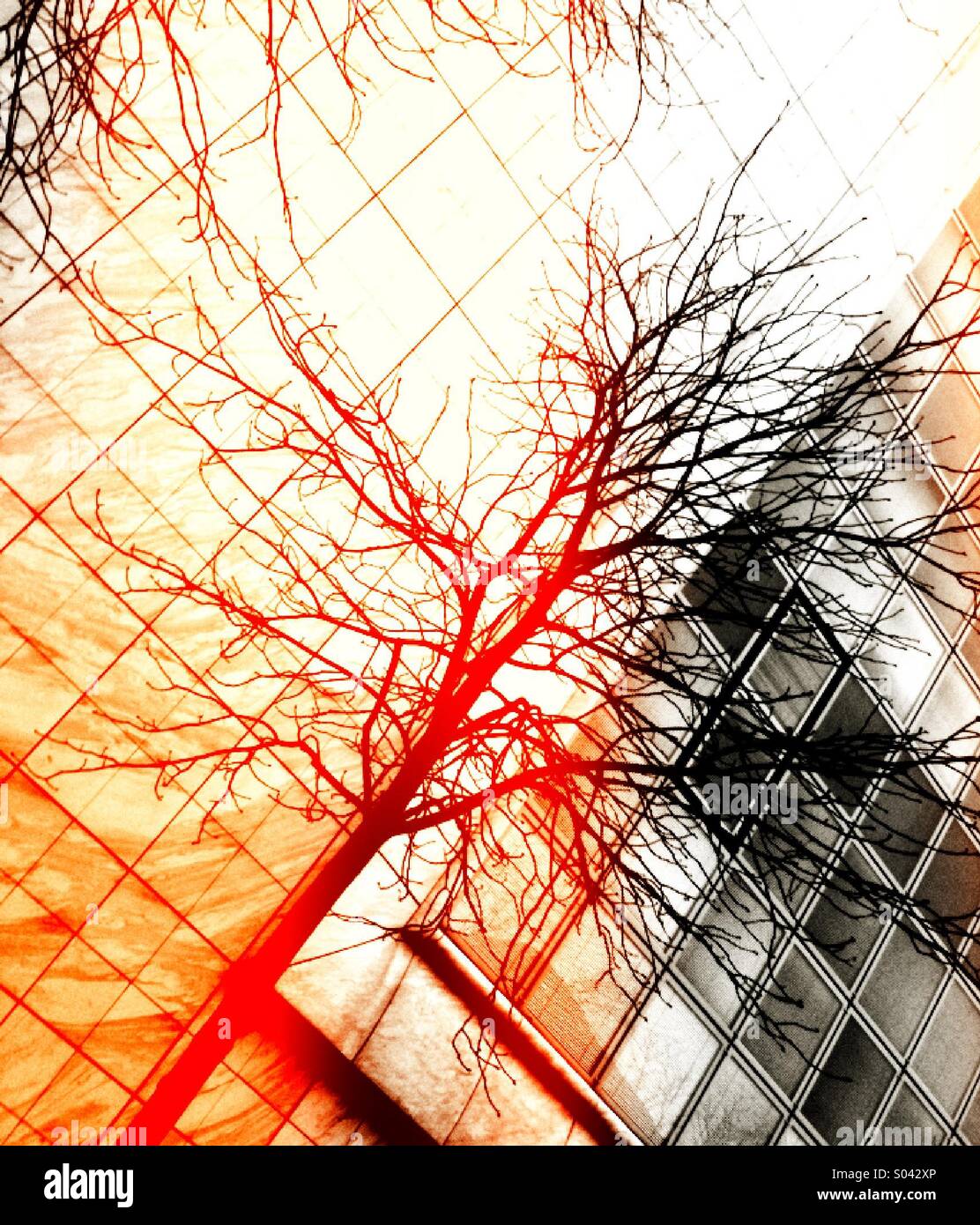Shadow of a tree reflected on a modern skyscraper Stock Photo - Alamy