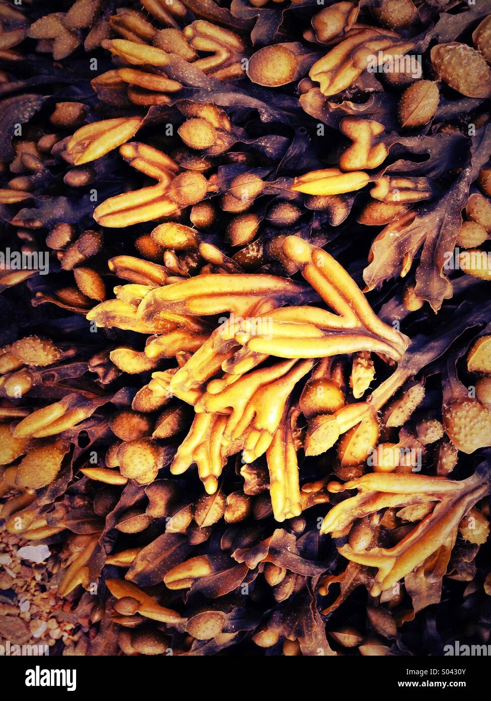 Seaweed Pods High Resolution Stock Photography and Images - Alamy