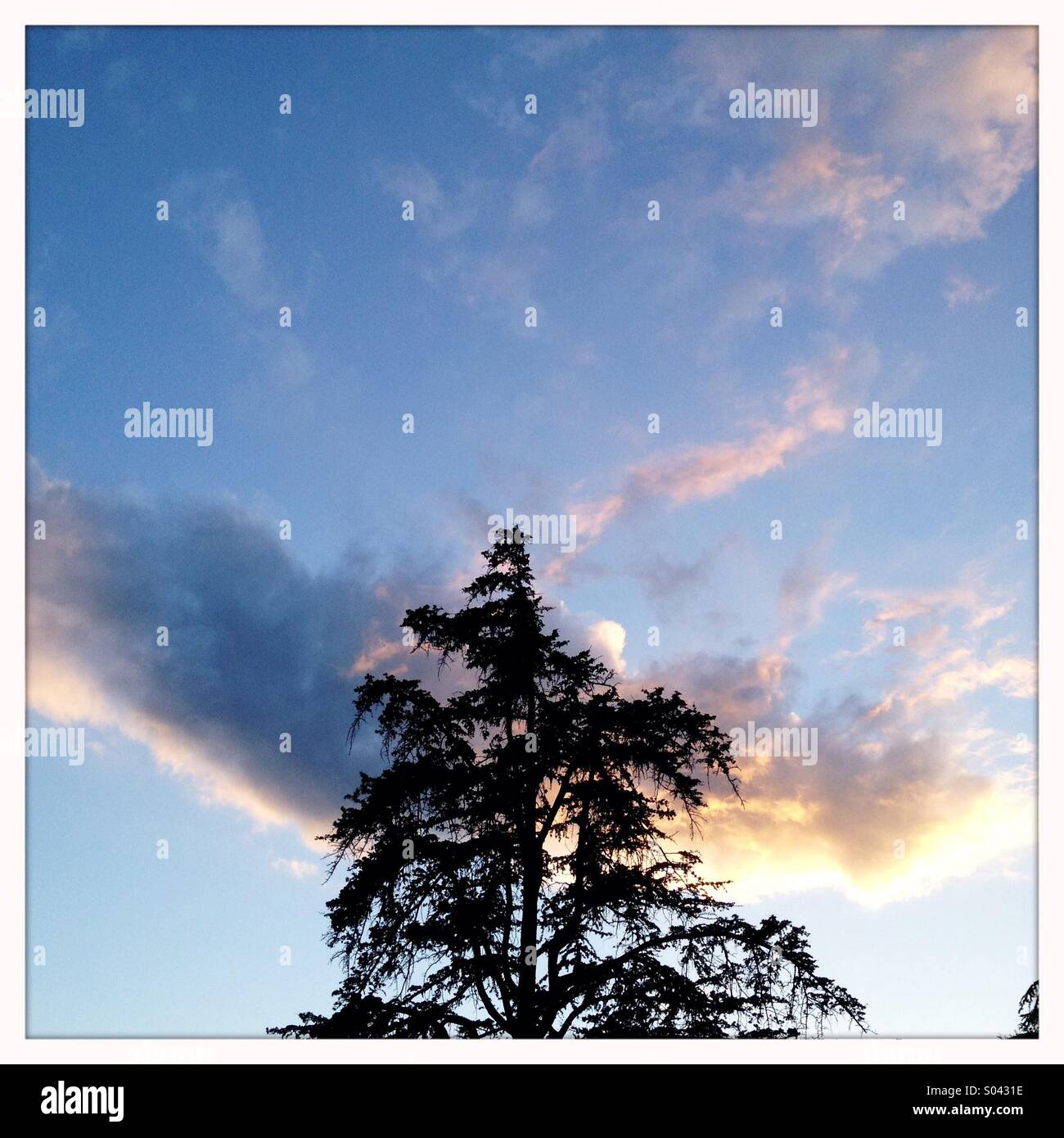 Sunset and tree Stock Photo - Alamy