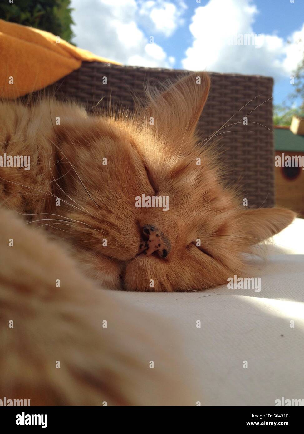 Cat sleeping outdoors on a sunny summer's day Stock Photo - Alamy