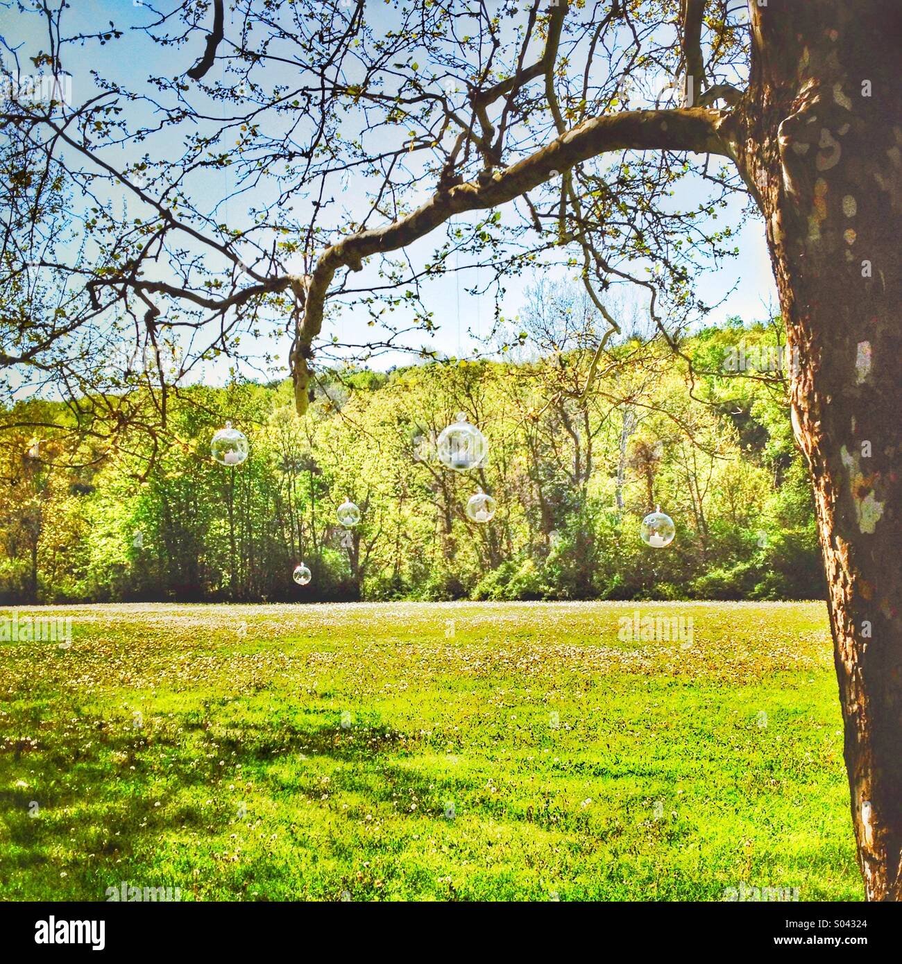 Glass bulbs hanging from a tree Stock Photo - Alamy
