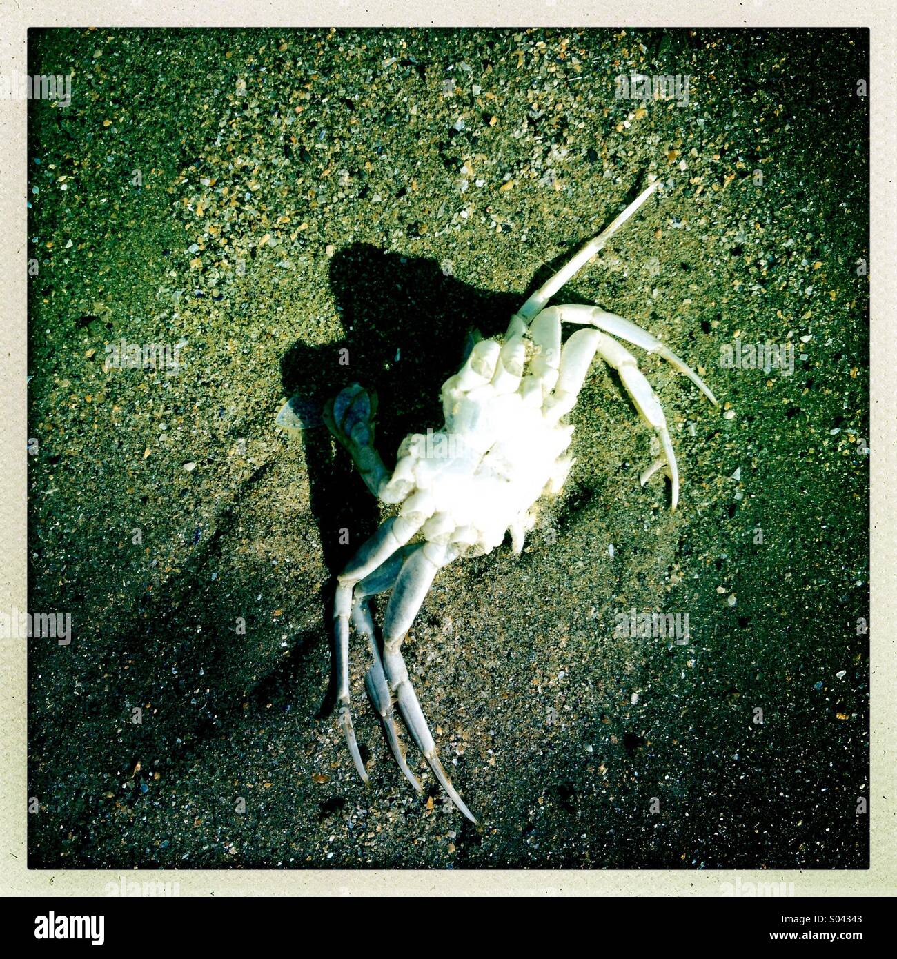 Skeleton crab hi-res stock photography and images - Alamy