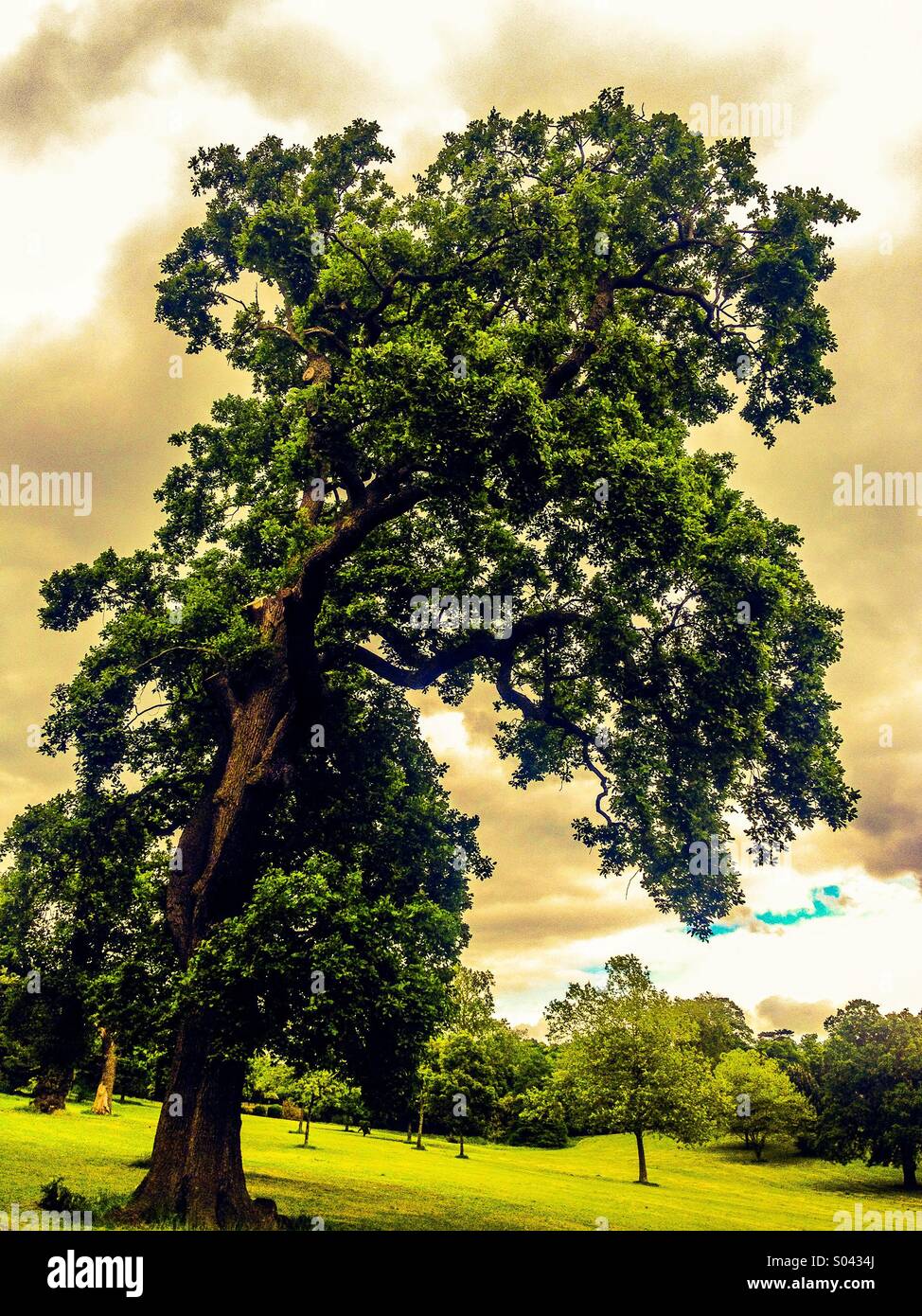 Leaning oak tree on a common Stock Photo - Alamy