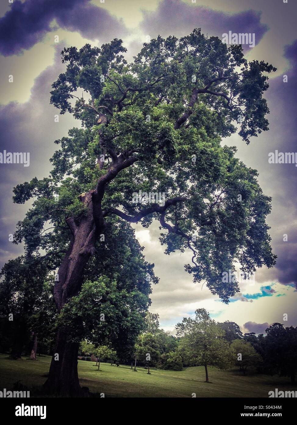 Leaning oak hi-res stock photography and images - Alamy
