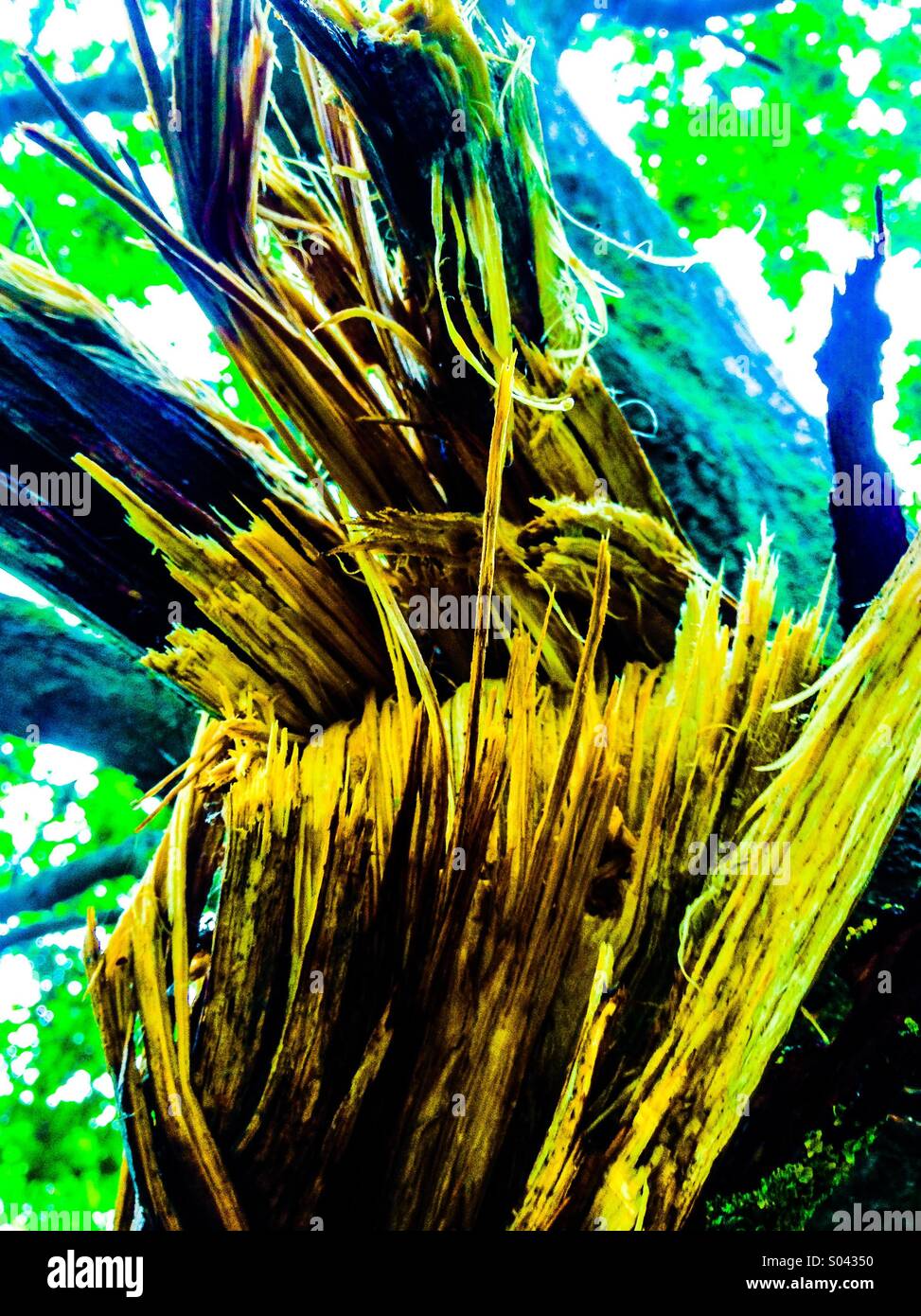 Splintered branch hi-res stock photography and images - Alamy