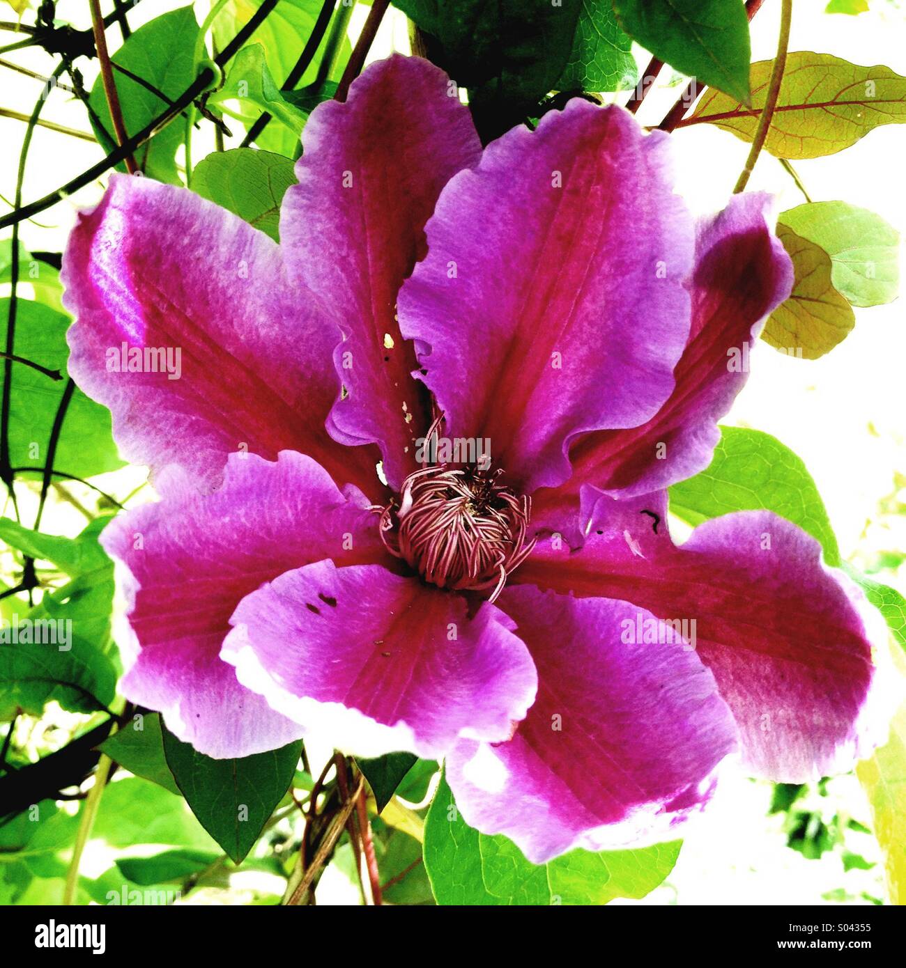 Passionflower climbing hi-res stock photography and images - Alamy