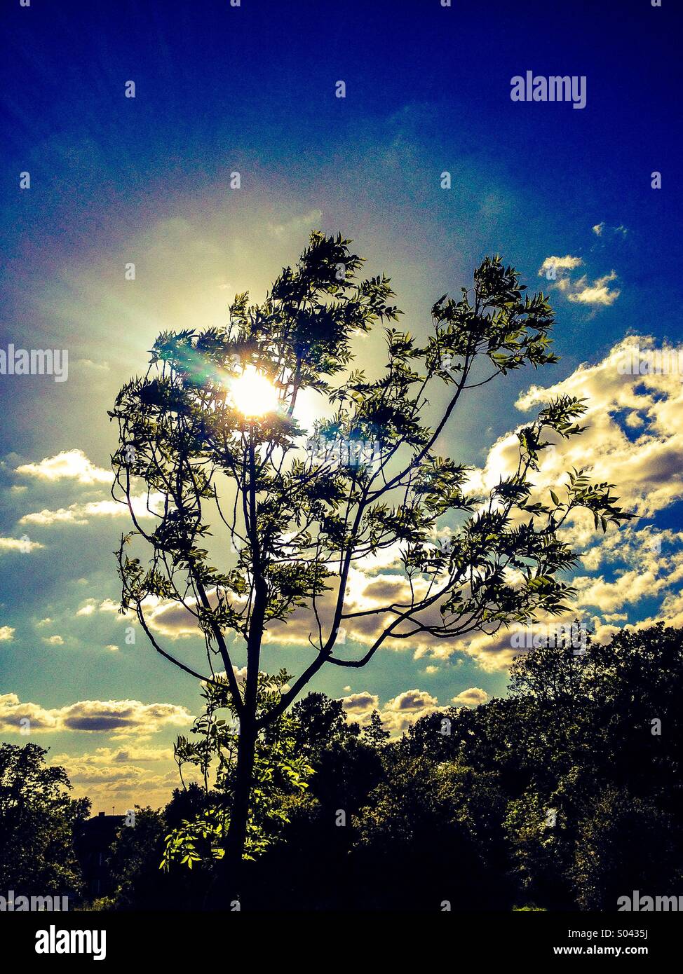 Wispy tree with sun shining through its branches Stock Photo - Alamy