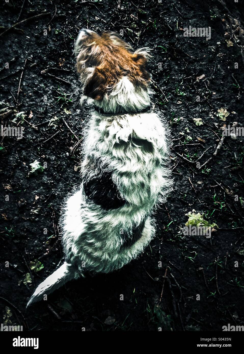 Dog overhead hi-res stock photography and images - Alamy