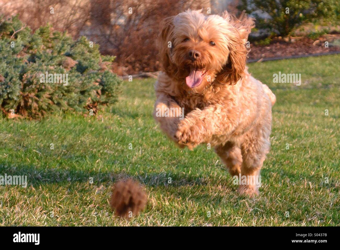 Cockapoo playing hi-res stock photography and images - Alamy