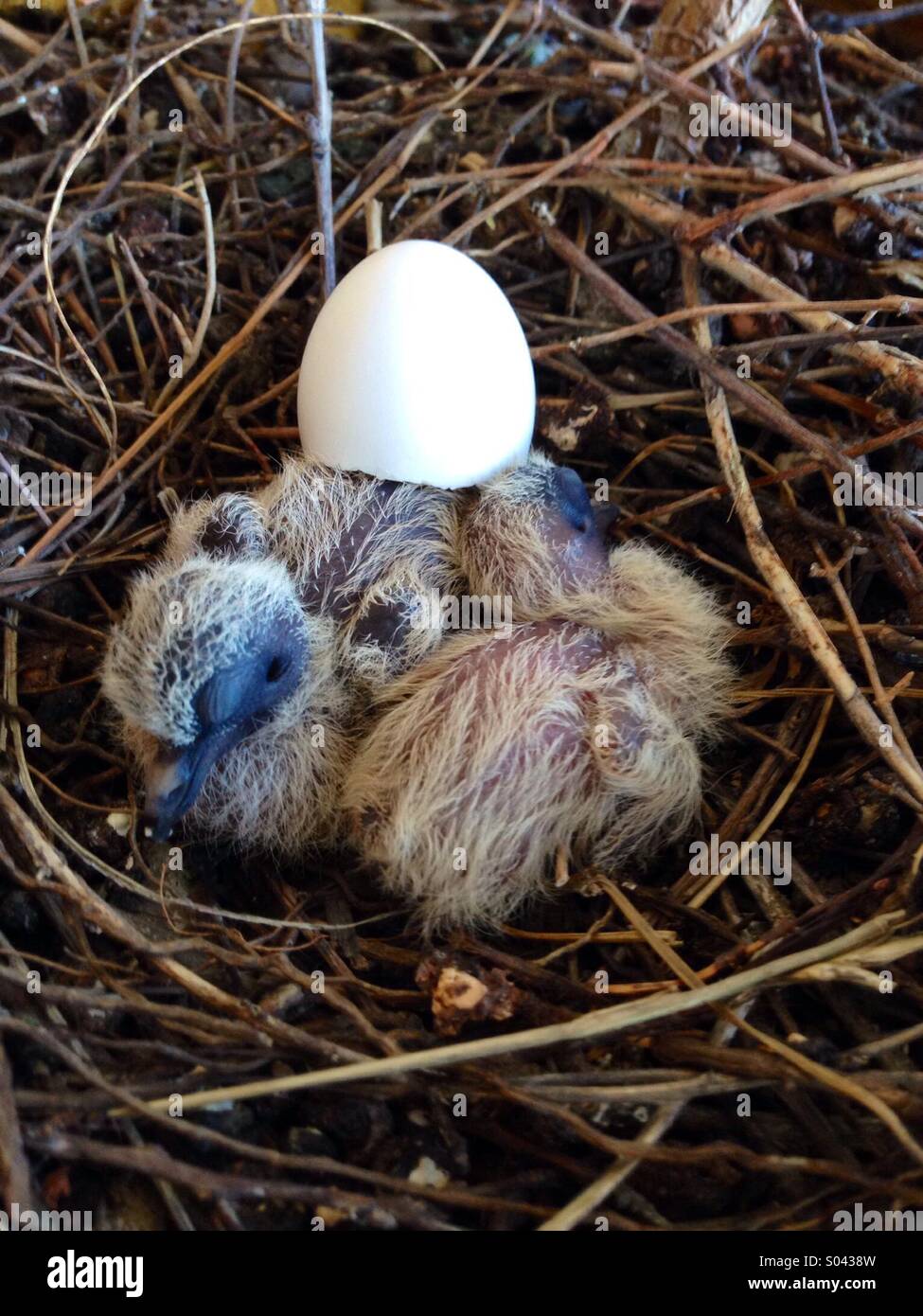Baby doves hi-res stock photography and images - Alamy