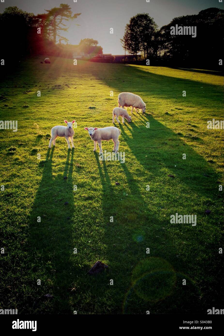 Backlit by the sun hi-res stock photography and images - Alamy