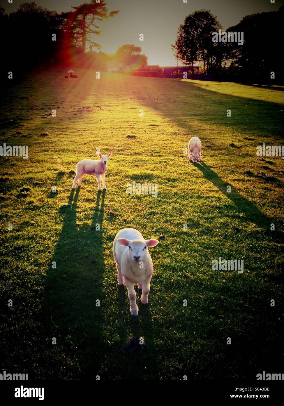 Spring lambs backlit by evening sun Stock Photo - Alamy