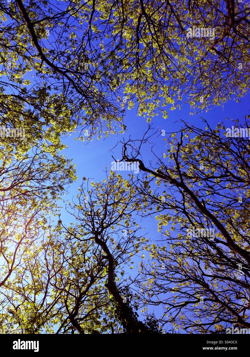 Walking through the trees Stock Photo - Alamy