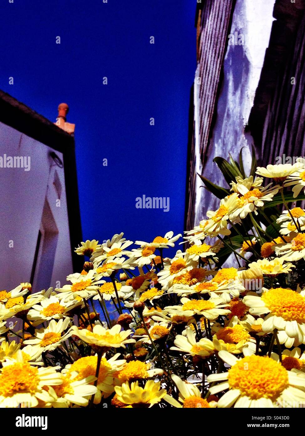 Port Isaac flowers Stock Photo - Alamy