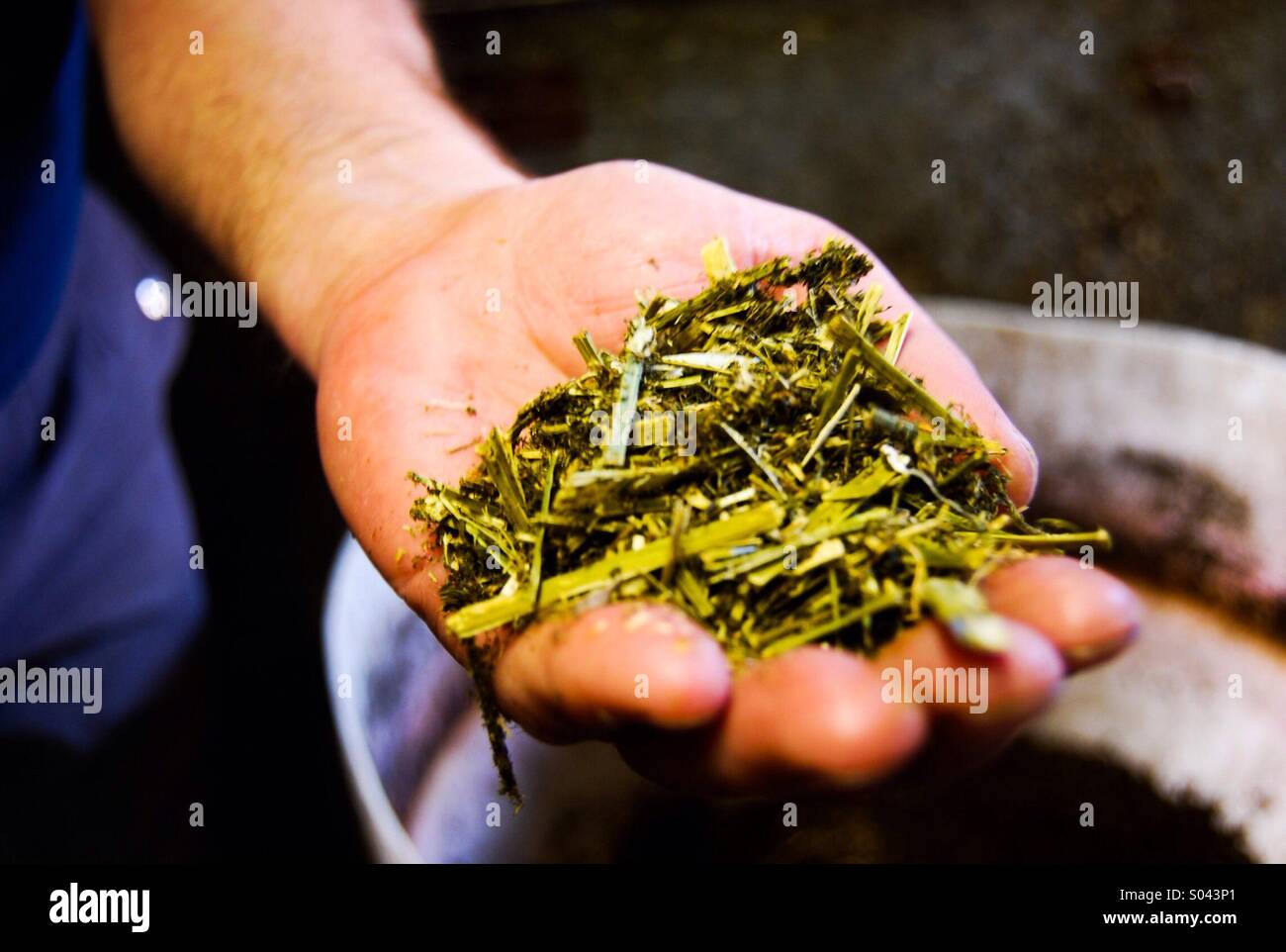 Dried hays hi-res stock photography and images - Alamy