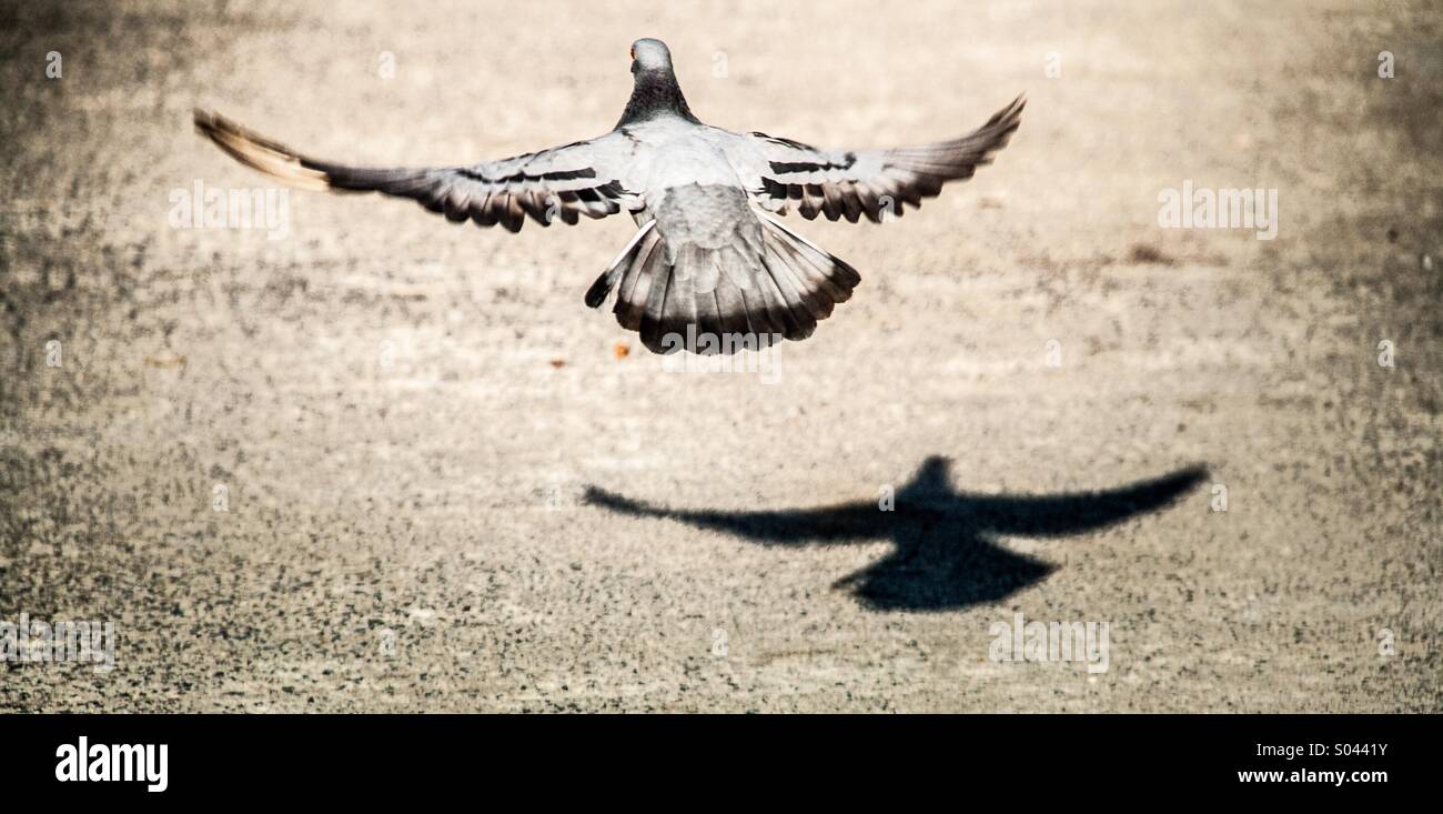 Rock pigeon take off from the ground to show freedom Stock Photo - Alamy