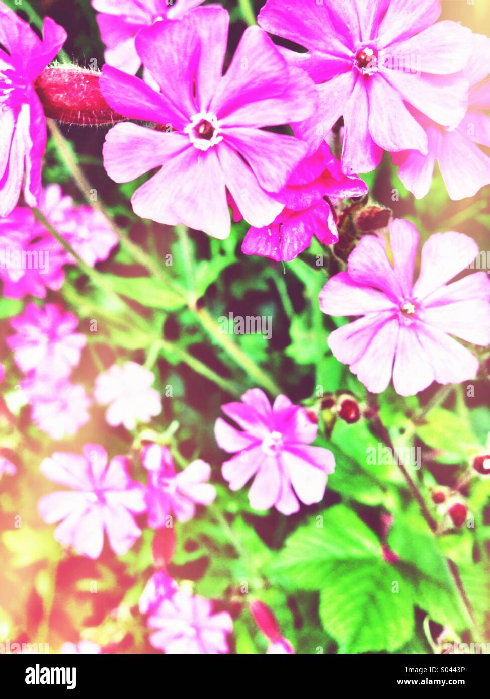 In the Pink Stock Photo - Alamy