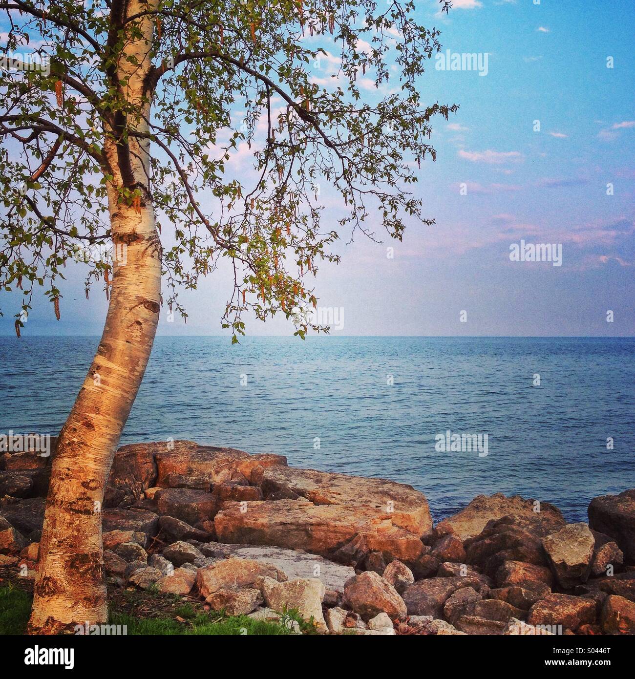 Birch tree lake hi-res stock photography and images - Alamy