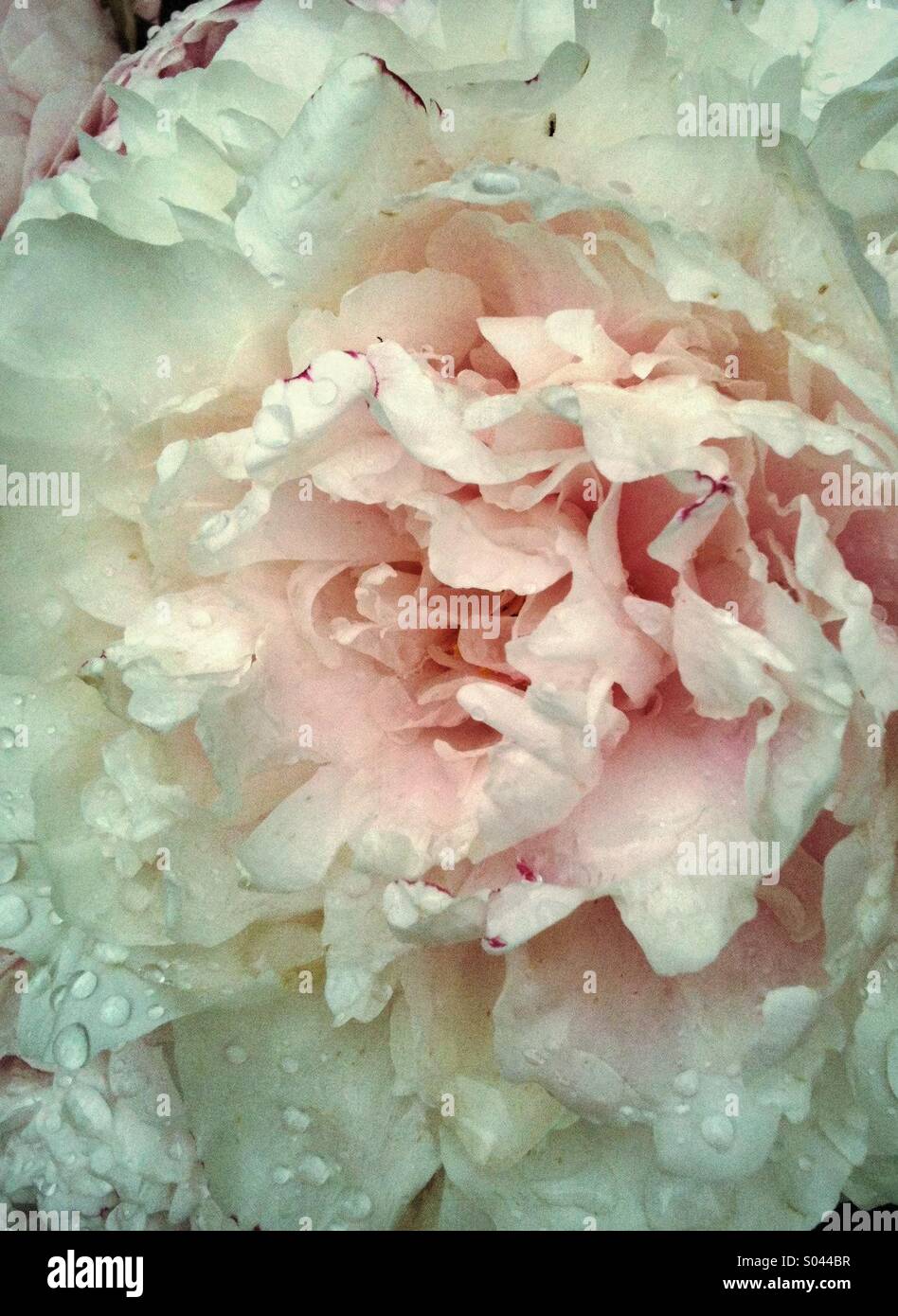 Rose frilly petals hi-res stock photography and images - Alamy
