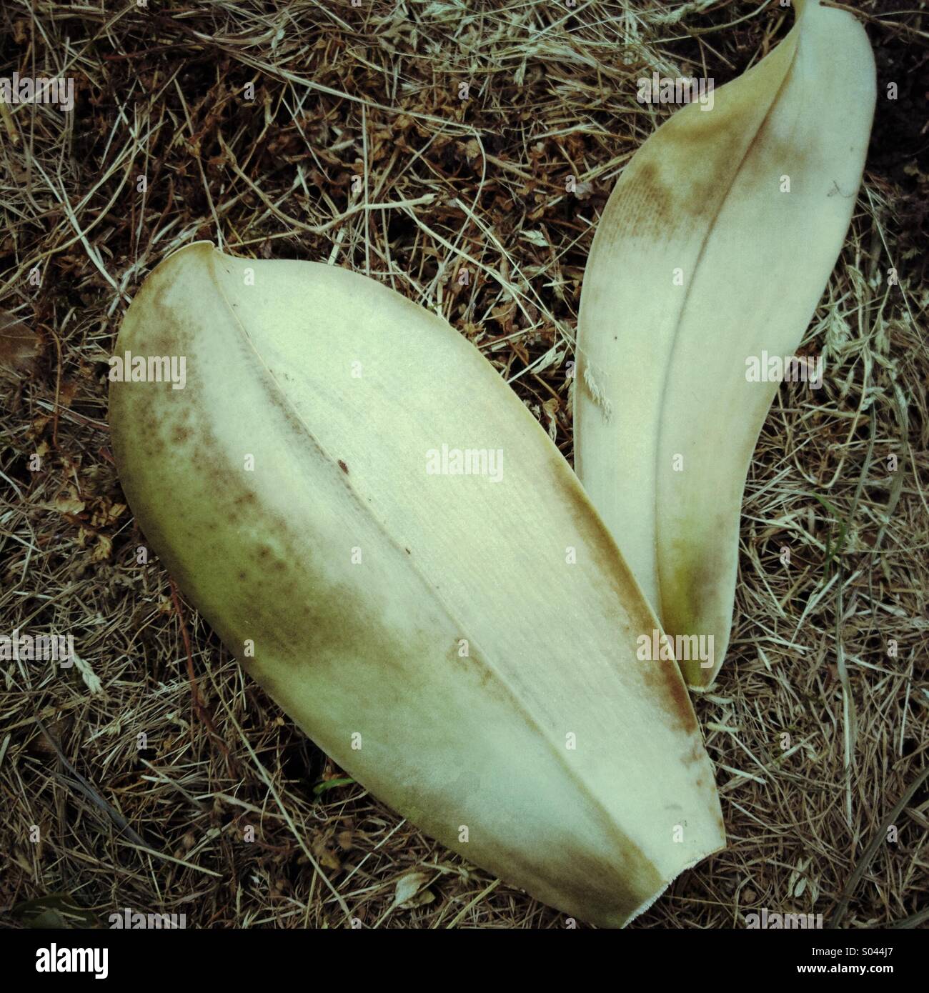 Old leaves hi-res stock photography and images - Alamy