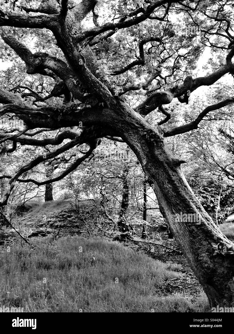 Old Oak Tree Stock Photo - Alamy