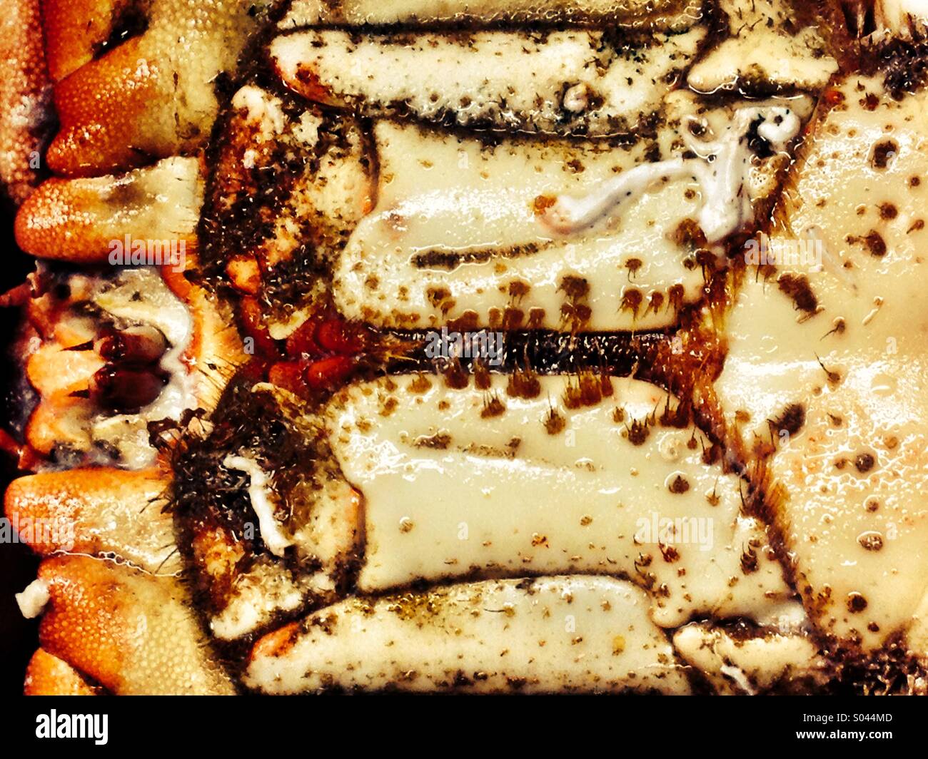 Crab shell texture hi-res stock photography and images - Alamy