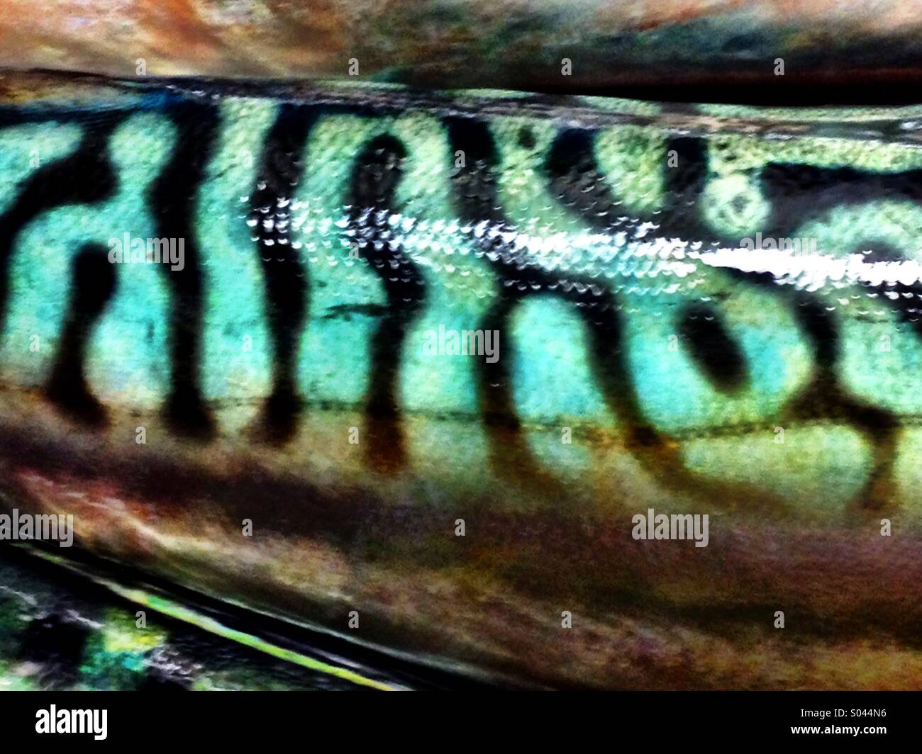 Iridescent mackerel skin Stock Photo - Alamy