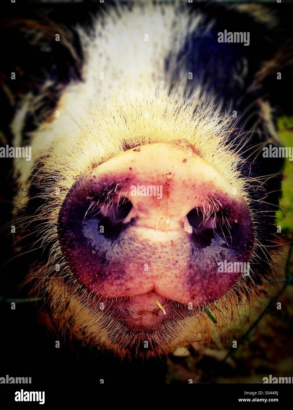 Pig nostrils hi-res stock photography and images - Alamy