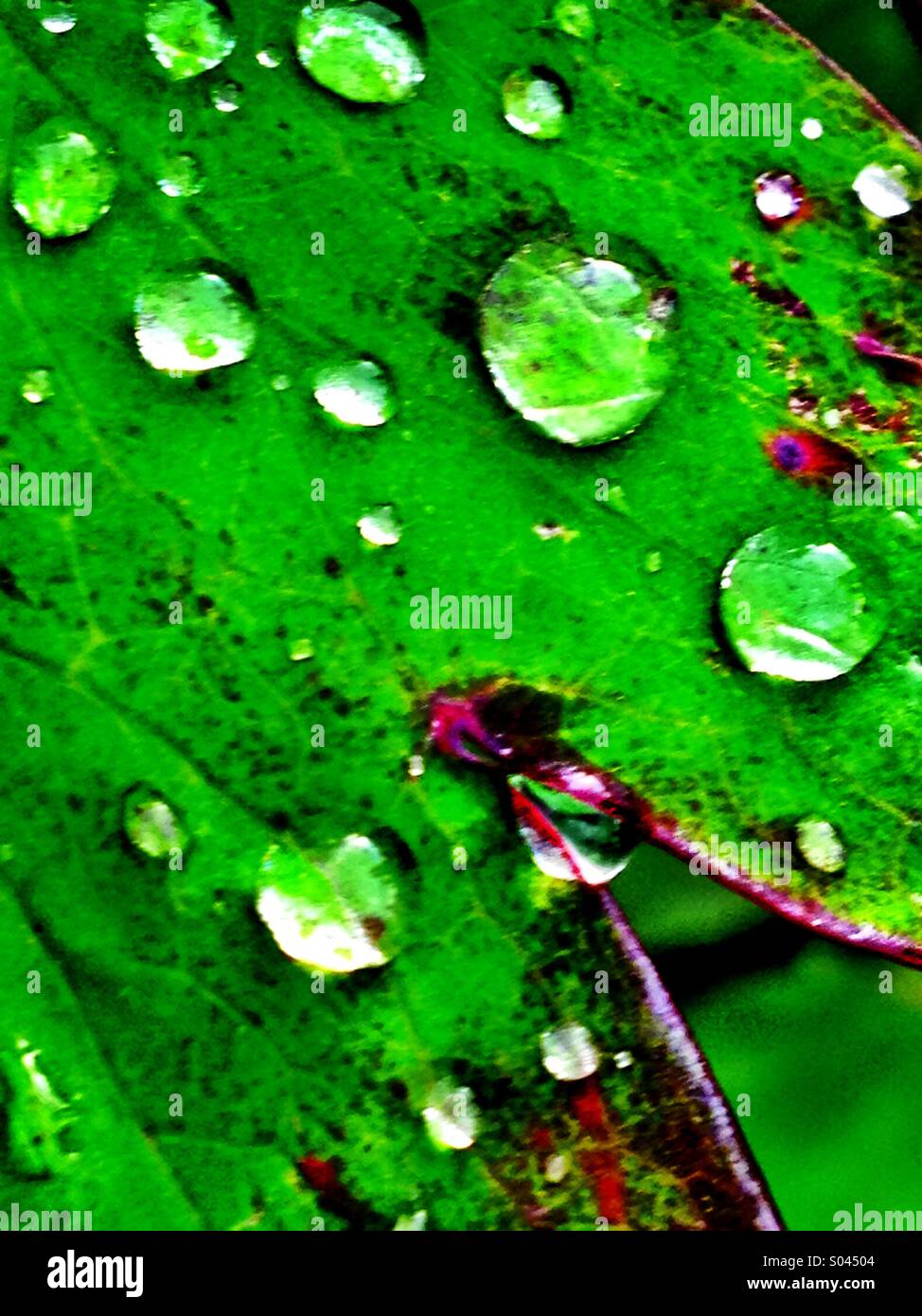Drops of rainfall Stock Photo - Alamy