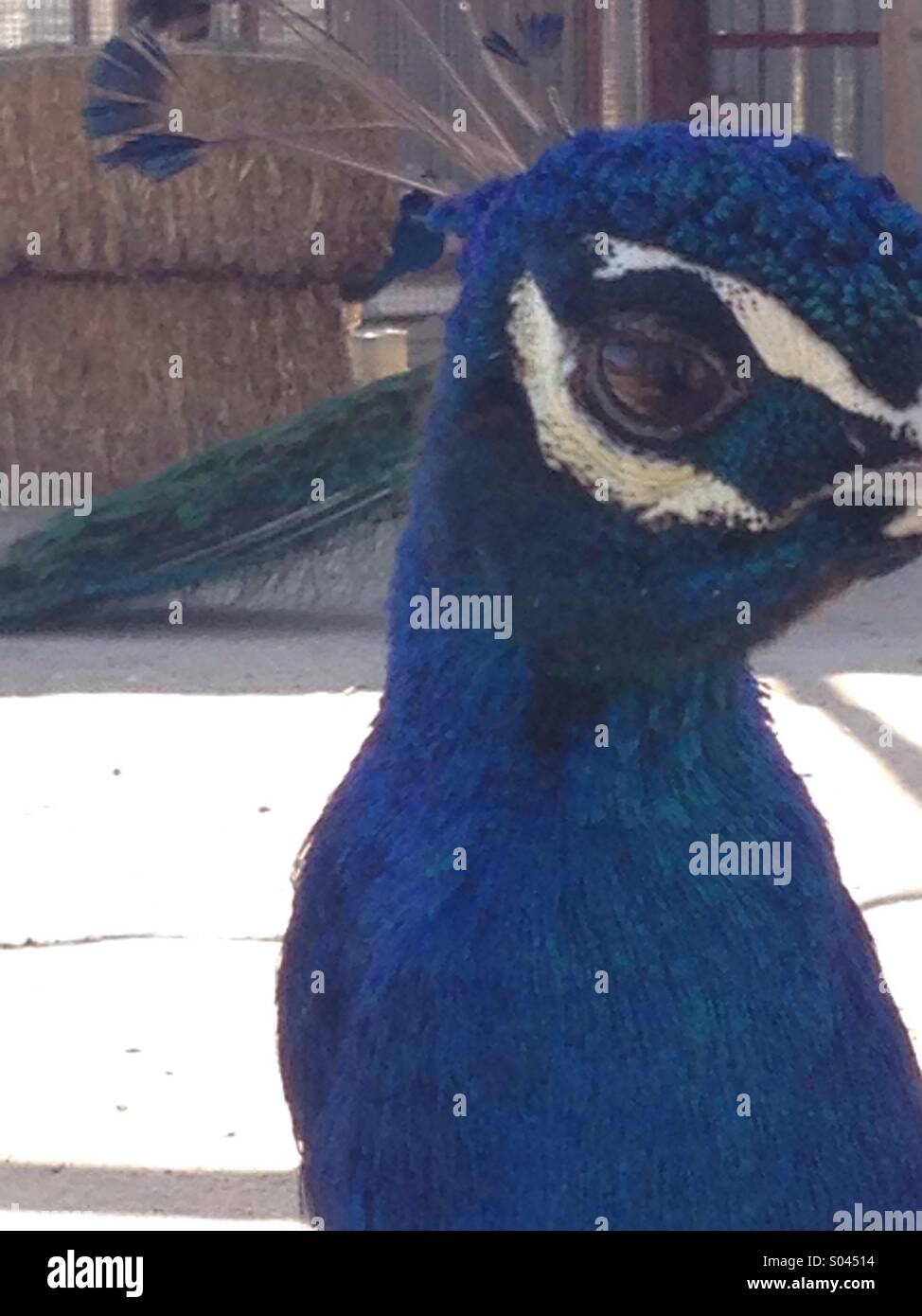 Peacock face hi-res stock photography and images - Alamy