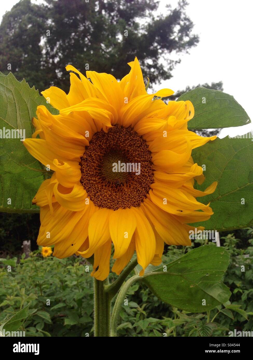 Sunflower tree hi-res stock photography and images - Alamy