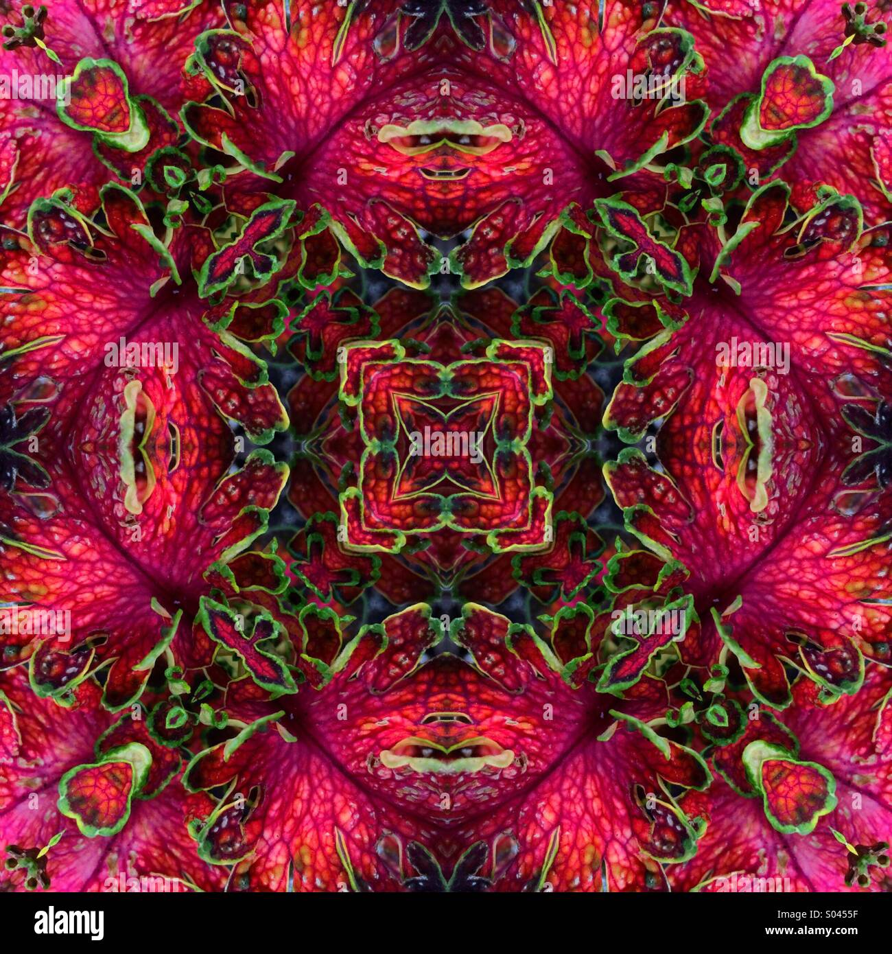 A kaleidoscope made from an image of a coleus plant Stock Photo - Alamy