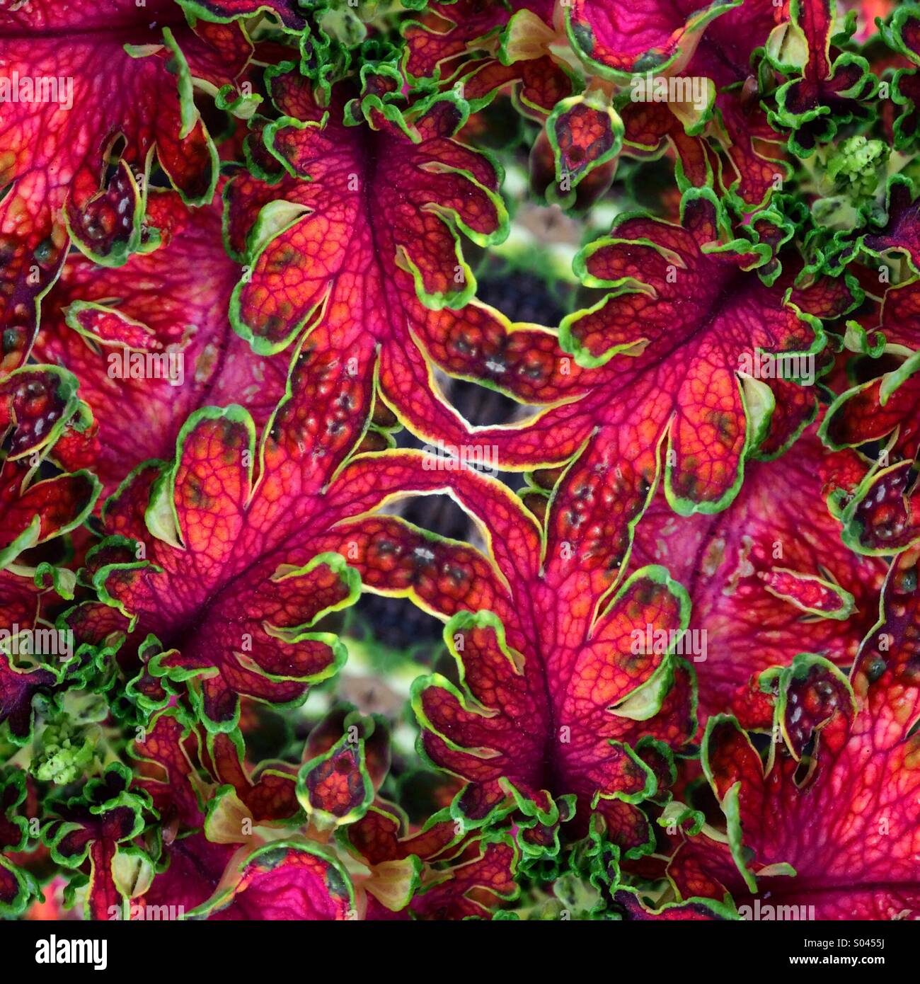 A kaleidoscope made from an image of a coleus plant Stock Photo - Alamy