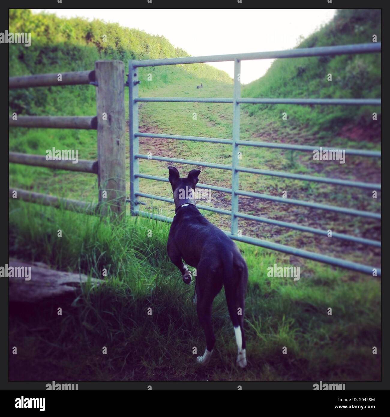 Hound dog chasing rabbit hi-res stock photography and images - Alamy