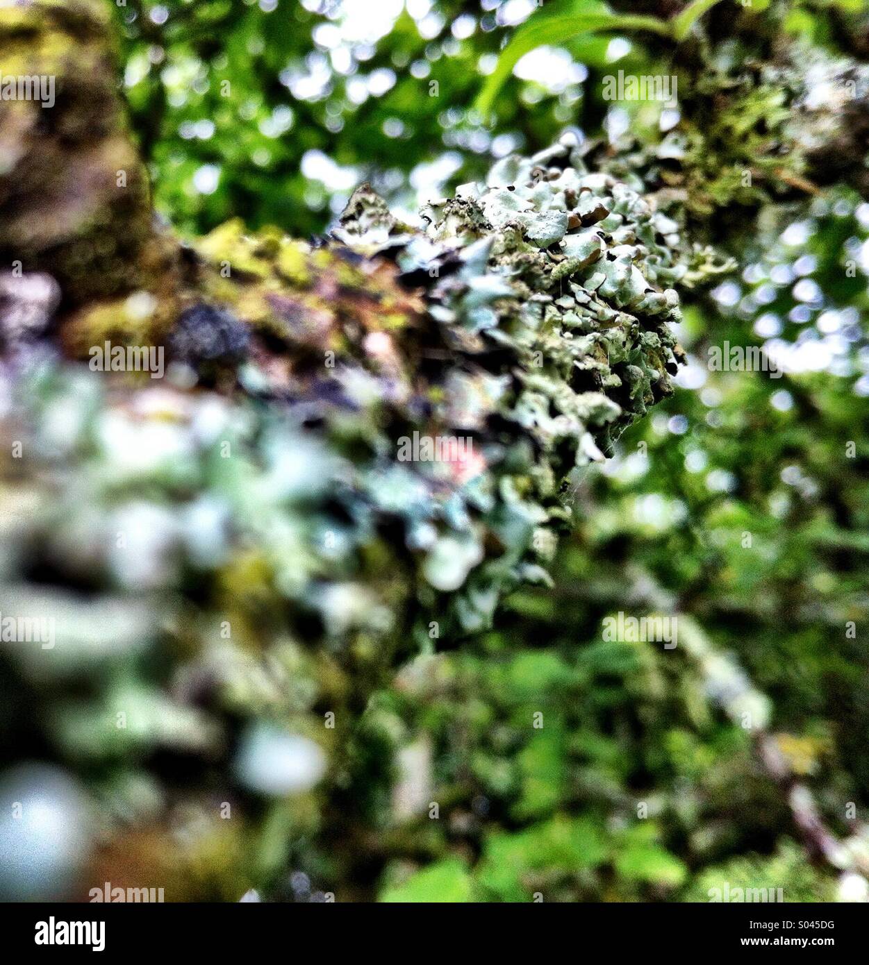 Tree bark wildlife hi-res stock photography and images - Alamy