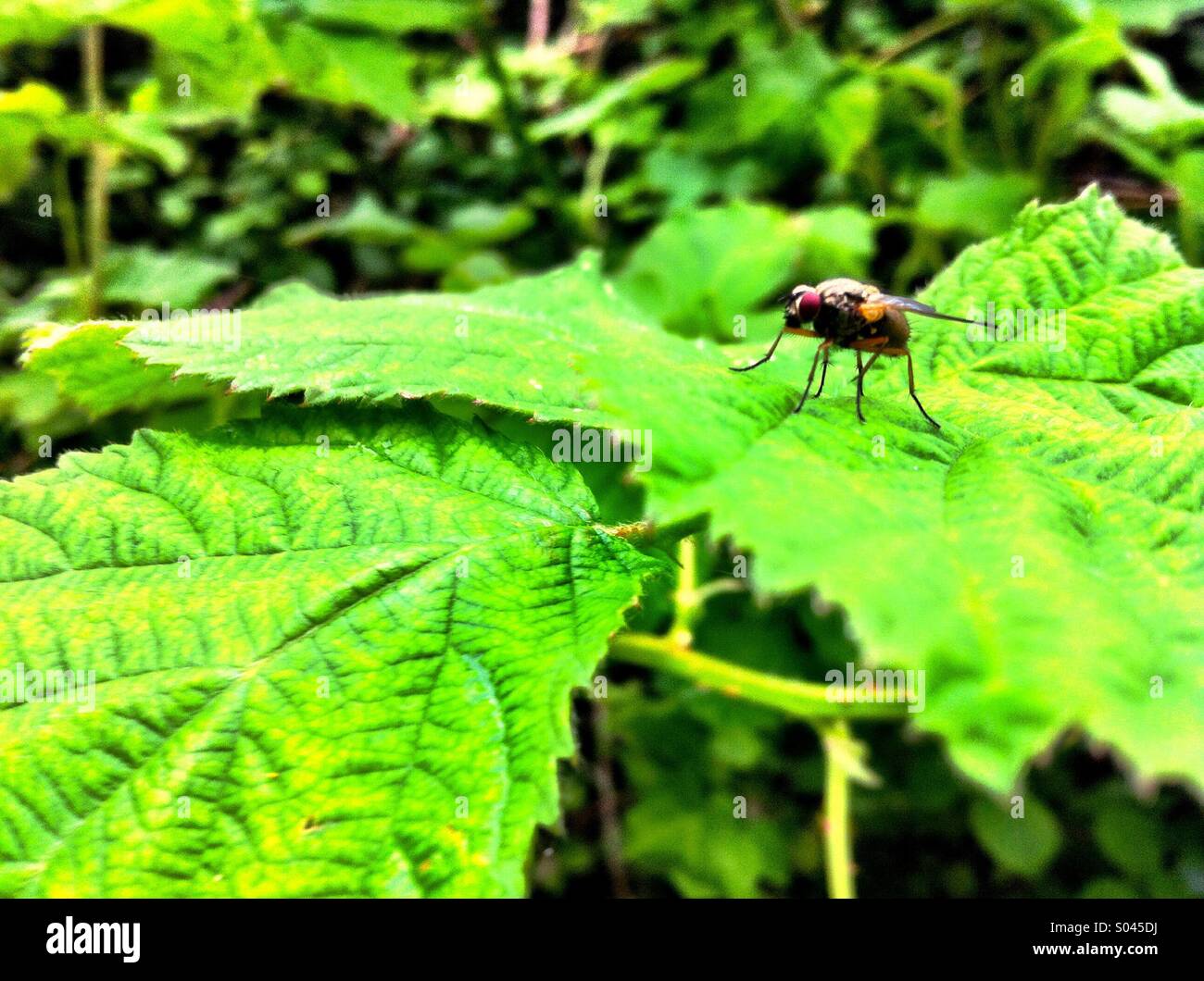 Fly on leaf Stock Photo - Alamy