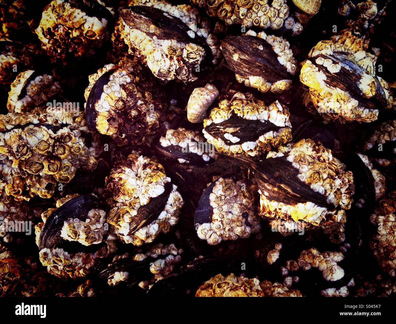 Mussel shells hi-res stock photography and images - Alamy