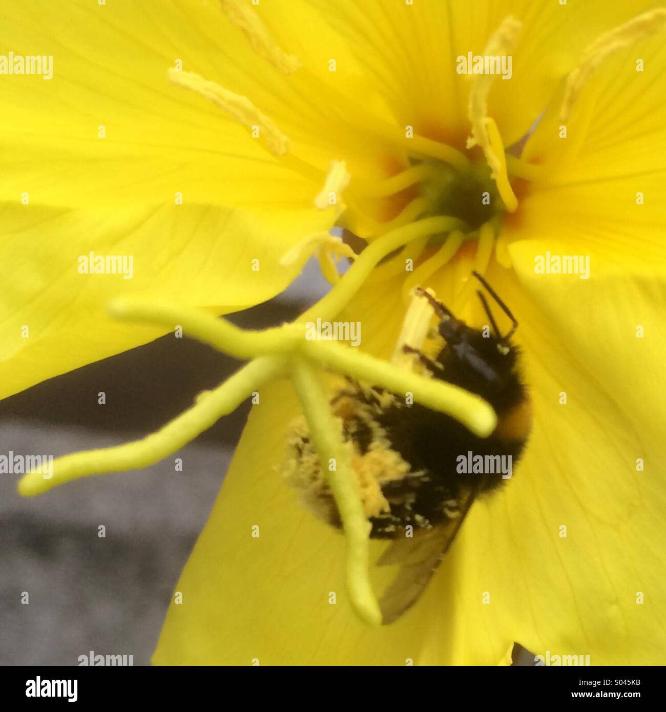 Collecting the nectar ! Stock Photo - Alamy