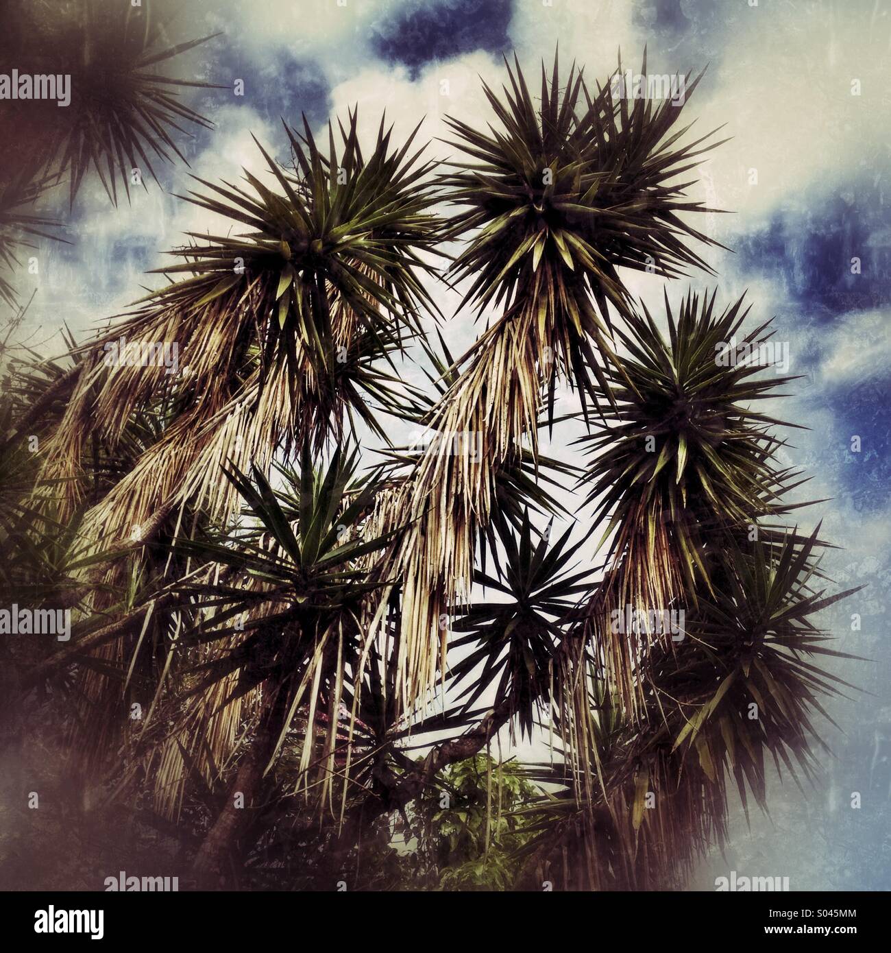 Cactus tree hi-res stock photography and images - Alamy