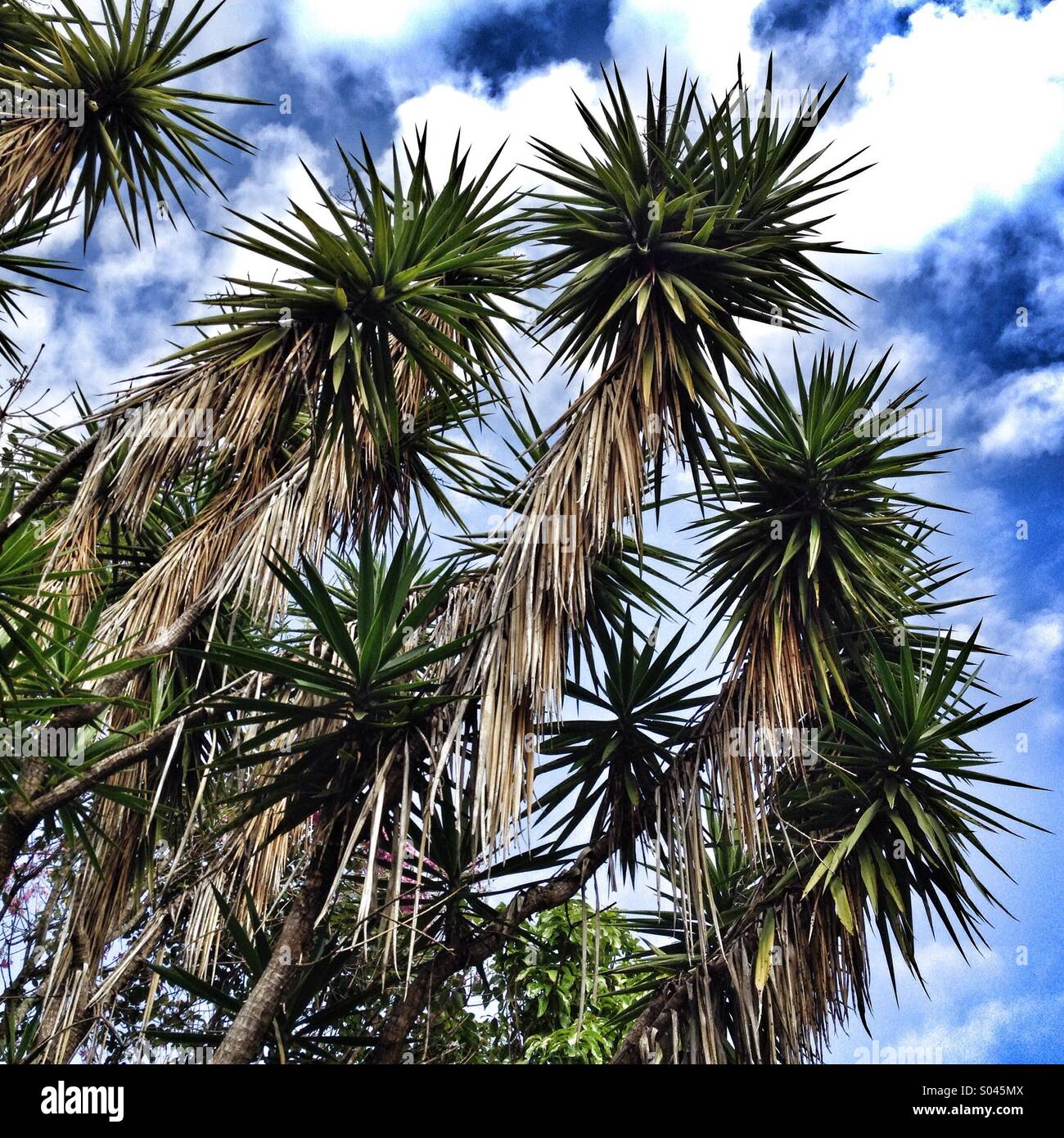 Cactus tree hi-res stock photography and images - Alamy