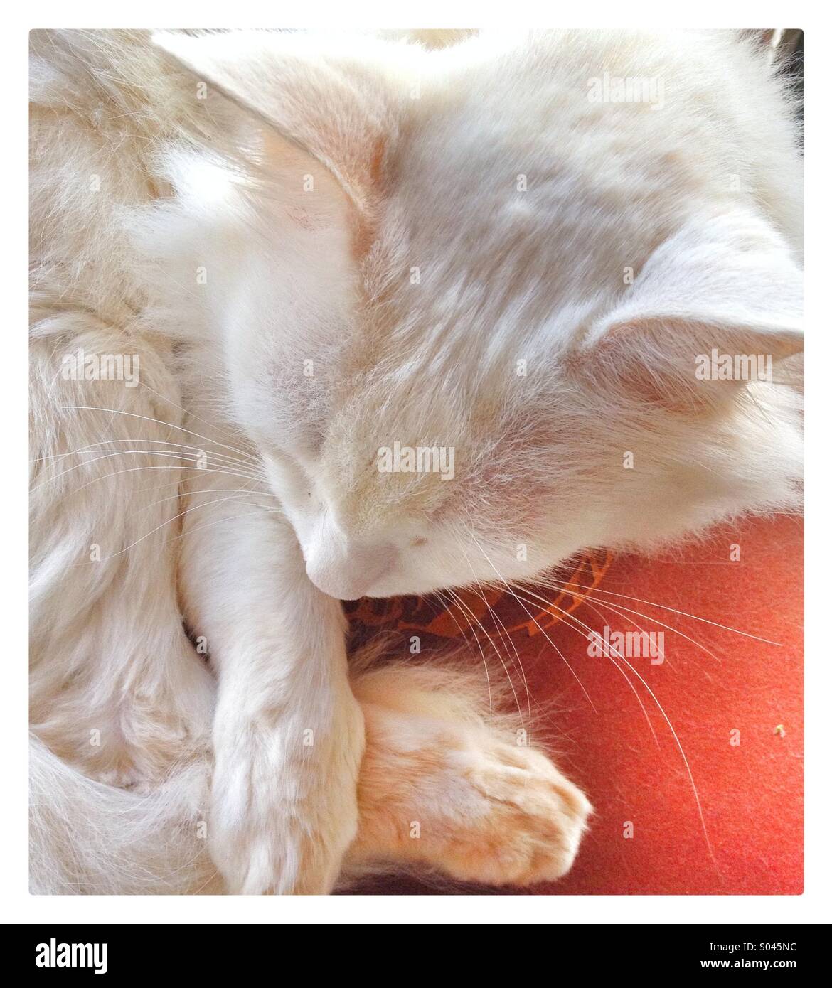 White cat sleeping hi-res stock photography and images - Alamy