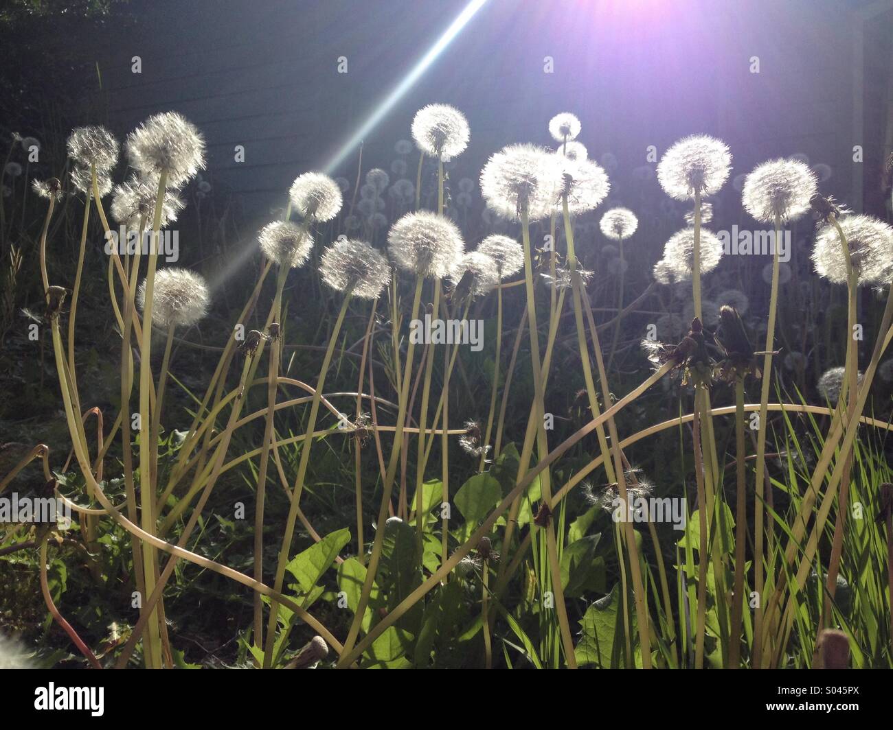 Dandylions hi-res stock photography and images - Alamy